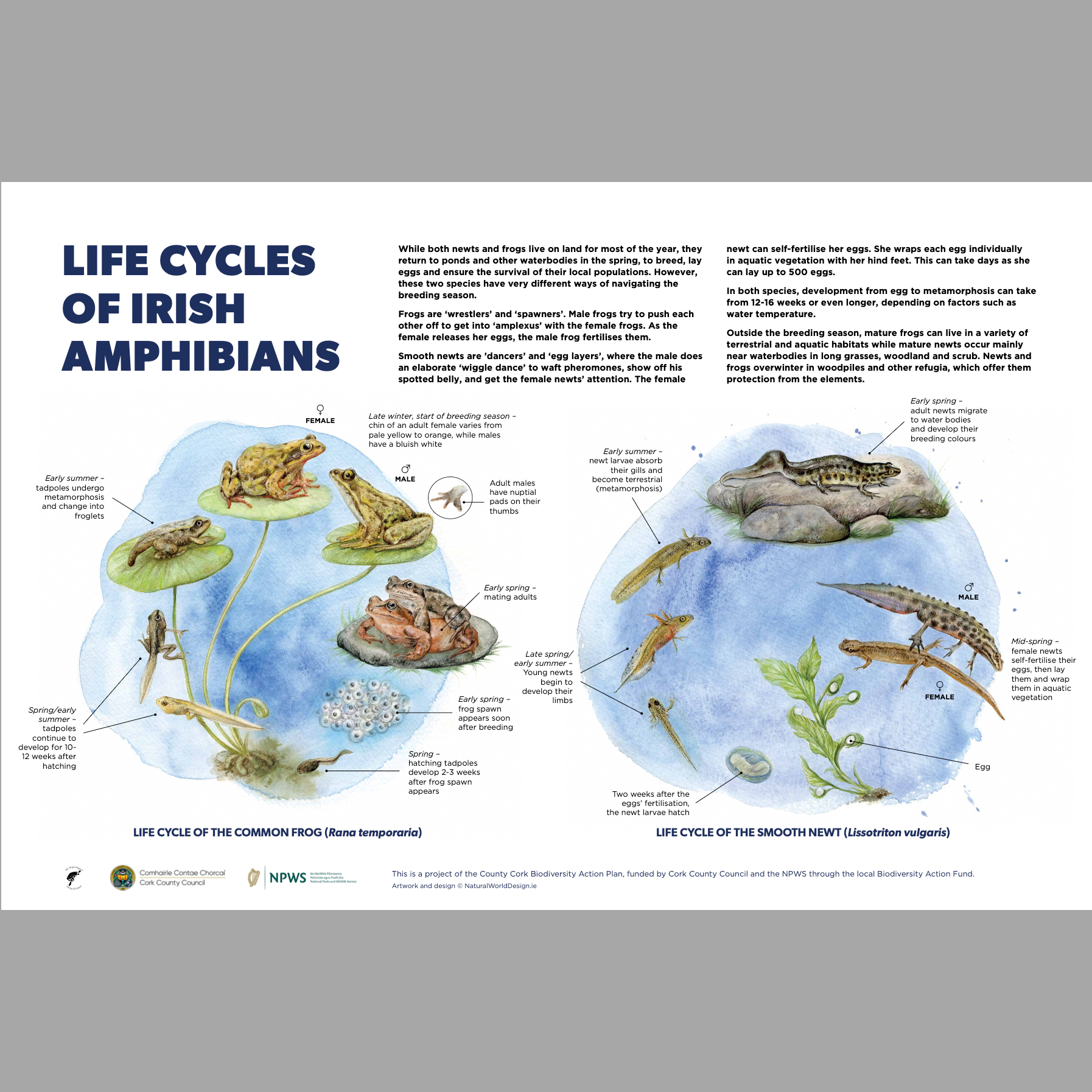Illustrated information boards for GALLANES LOUGH AMPHIBIAN HABITATS ...