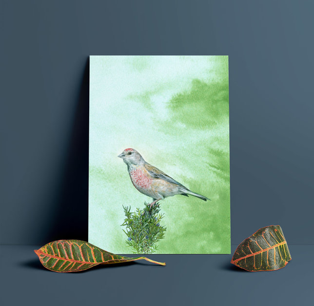Common Linnet – A4 Art Print | Aga Grandowicz Wildlife Art